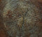 Concrete Stamp - Wood Log End Grain Circle
